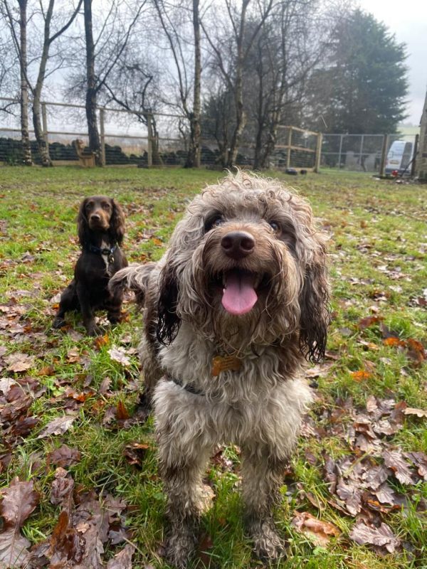 Book Field Time - The Secret Garden - Secure Dog Field